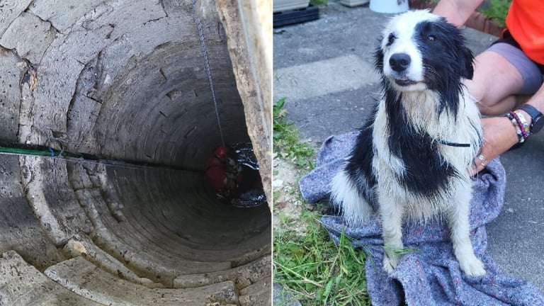 Tombé dans un puits de 15 mètres rempli d’eau, ce chien est remonté ...