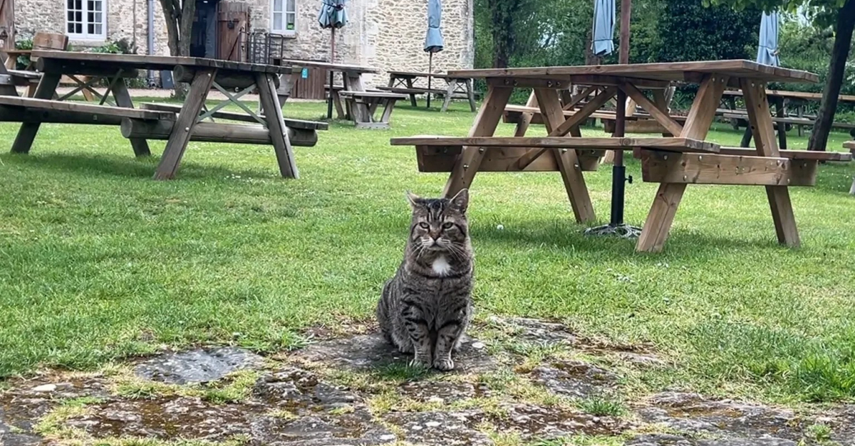 Un chat saute d’une péniche et choisit de s’installer dans un manoir du ...