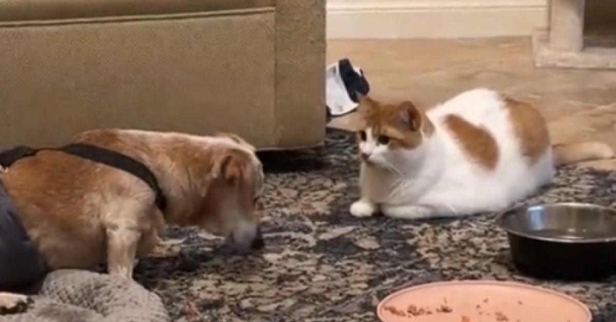 « L’amour inconditionnel », ce chat refuse de quitter le chevet de son ...
