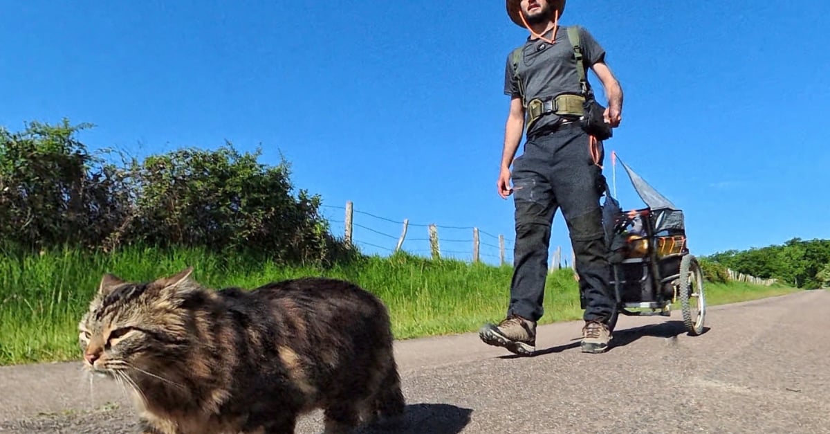 « Il reste encore 100 ou 200 km à marcher », Framboise la chatte ...
