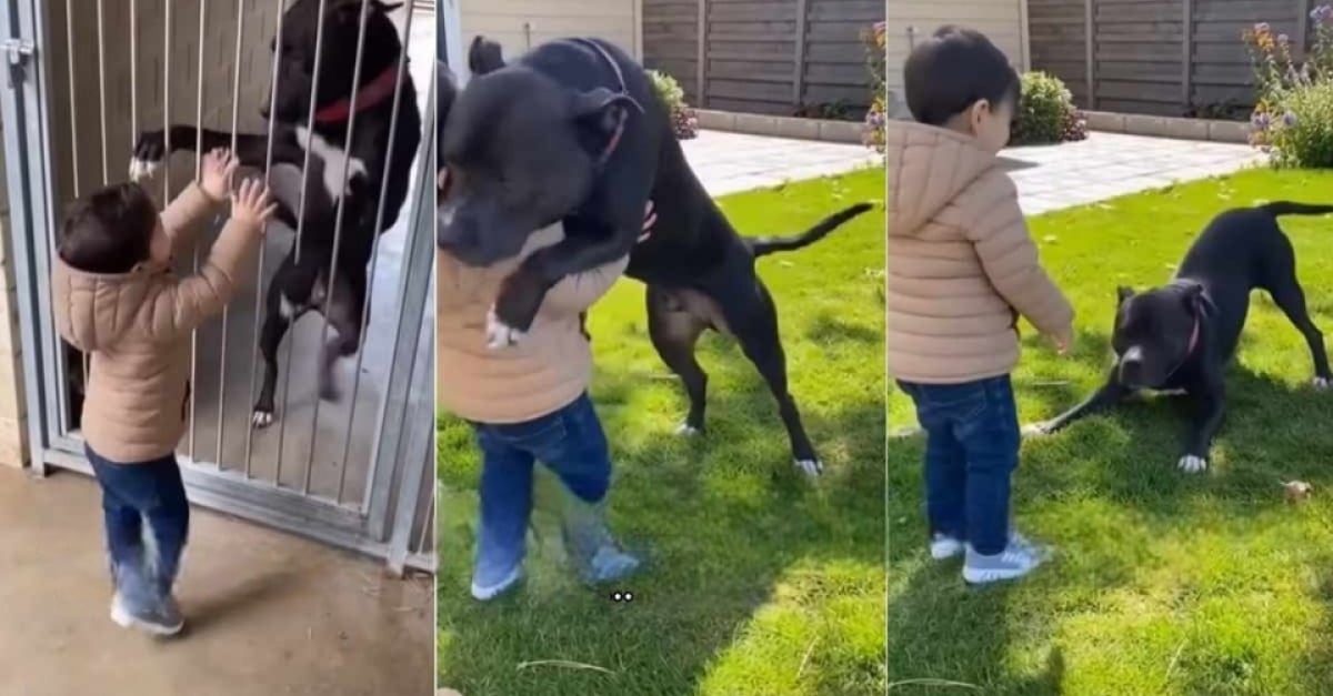 Ils voulaient adopter un chien qui aimerait leur fils, la rencontre ...