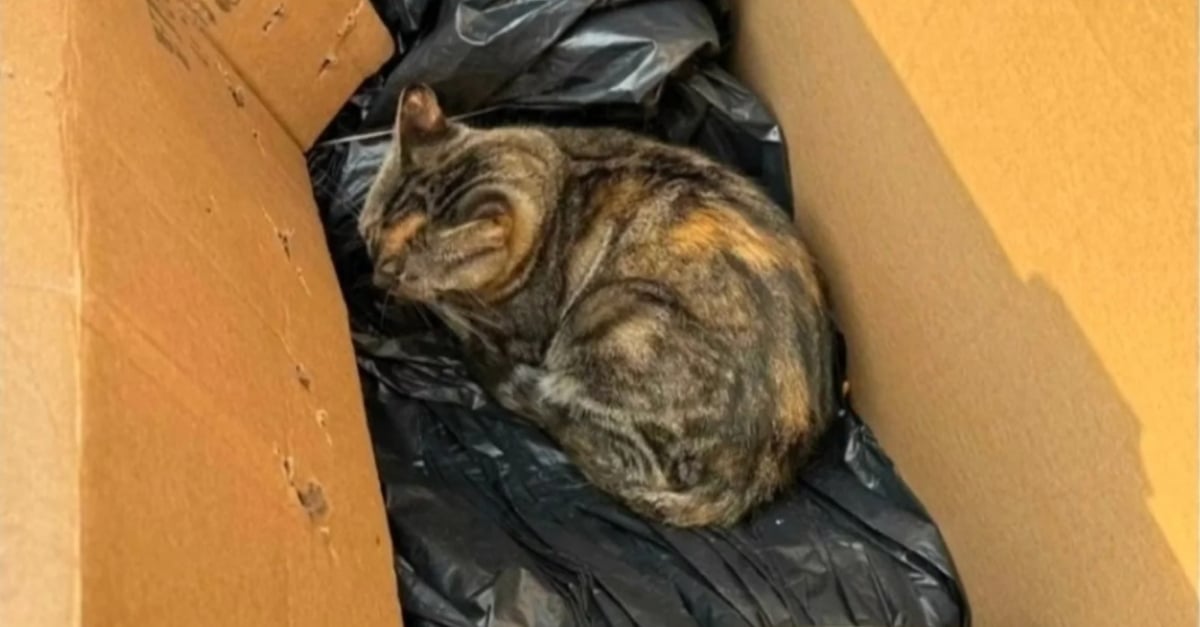 Frigorifiée, apeurée et malade, cette chatte trouvée dans un carton ...
