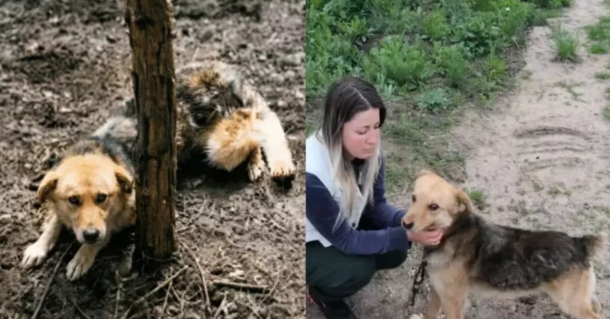 Une femme découvre un chien attaché à un arbre depuis une semaine et ...