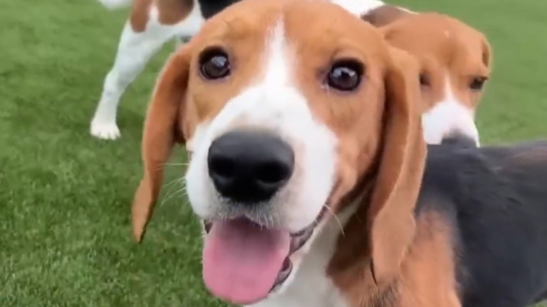 Une association obtient la libération de 135 Beagles élevés pour les ...
