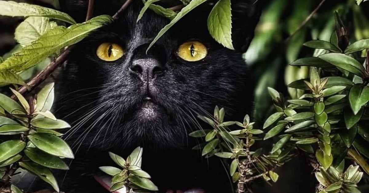 12 photos qui prouvent que les yeux des chats sont de véritables œuvres ...