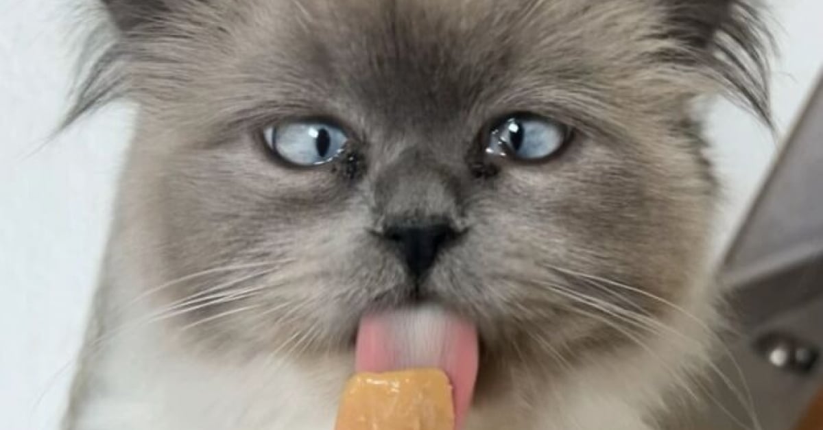 15 photos de chats qui expriment leur bonheur de manger une friandise