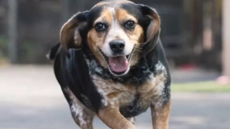 Cette chienne à l'apparence singulière et à la joie de vivre ...