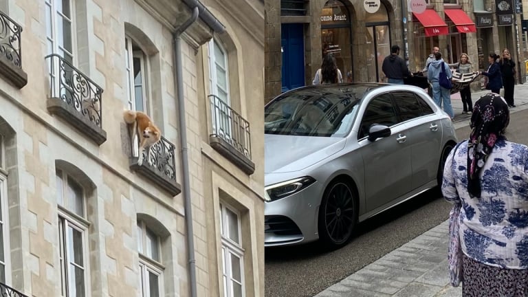 A Rennes, un chien longtemps suspendu au 3e étage finit par tomber mais ...