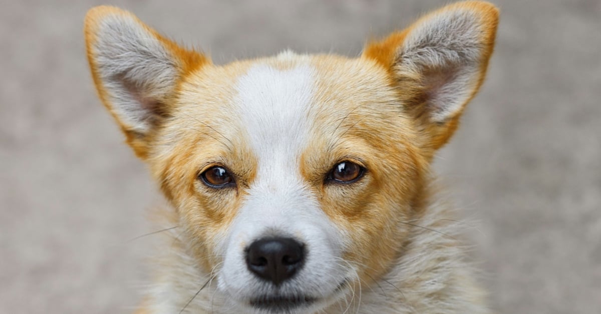 Pourquoi votre chien vous fixe-t-il droit dans les yeux quand il fait ...