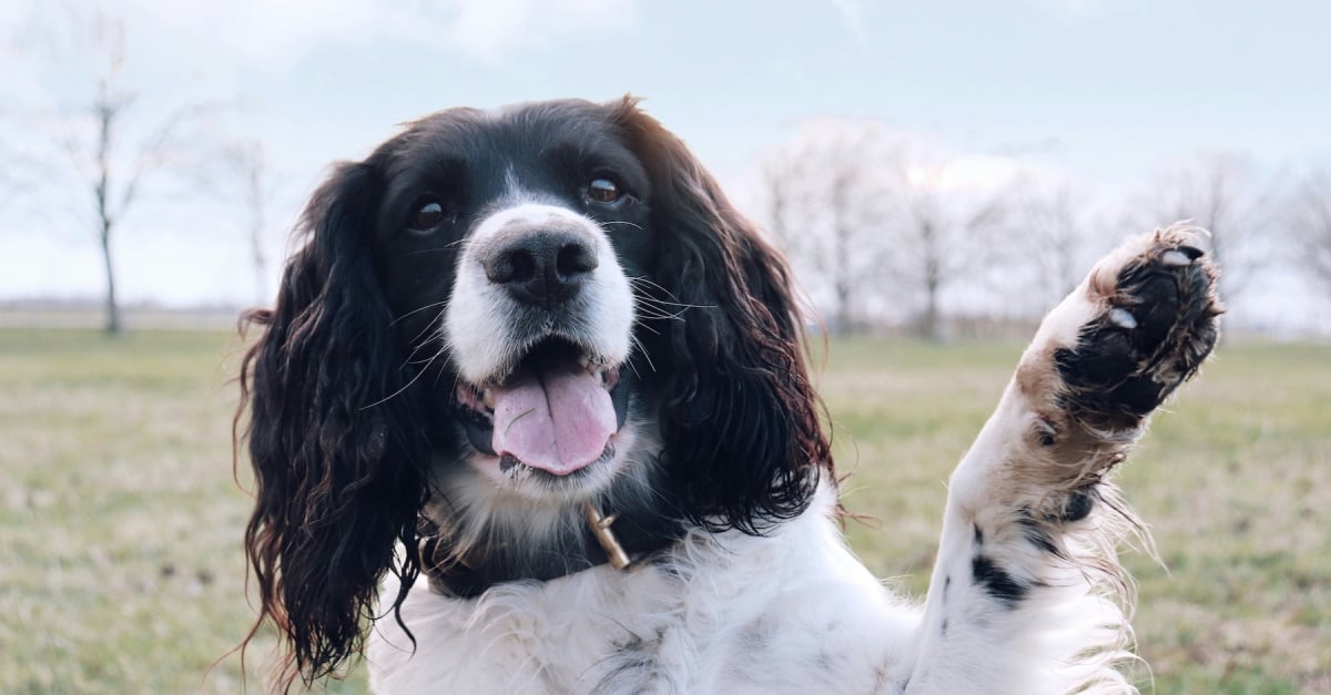 Pourquoi les pattes de votre chien sentent-elles la chips ou le maïs ...