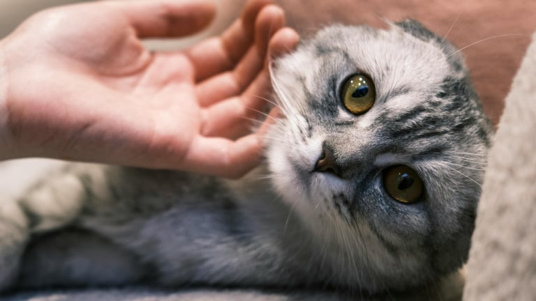 Une étude démontre que les chats différencient la "voix bébé" de la ...