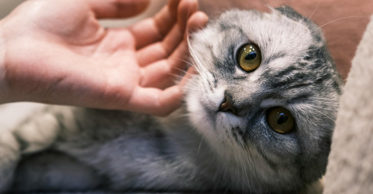 Une étude démontre que les chats différencient la "voix bébé" de la ...