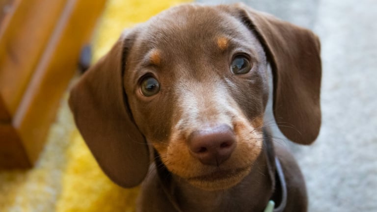 Évolution canine, les chiens ont développé un muscle facial unique pour ...