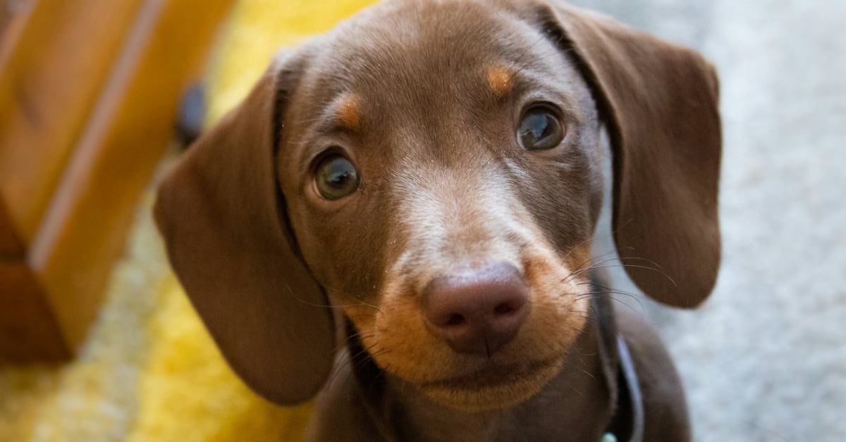 Évolution canine, les chiens ont développé un muscle facial unique pour ...