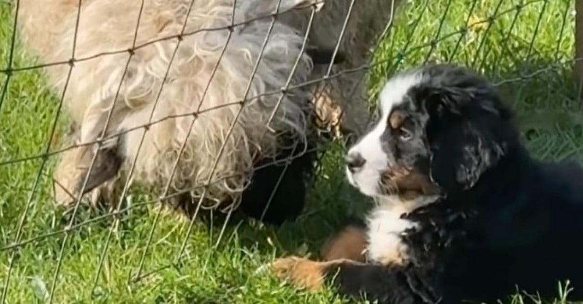 Rejetée par tous les animaux de la ferme, une petite chienne Bouvier ...