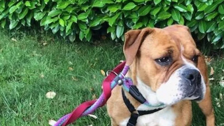 Après 3 mois de disparition cette chienne est retrouvée à 100 ...