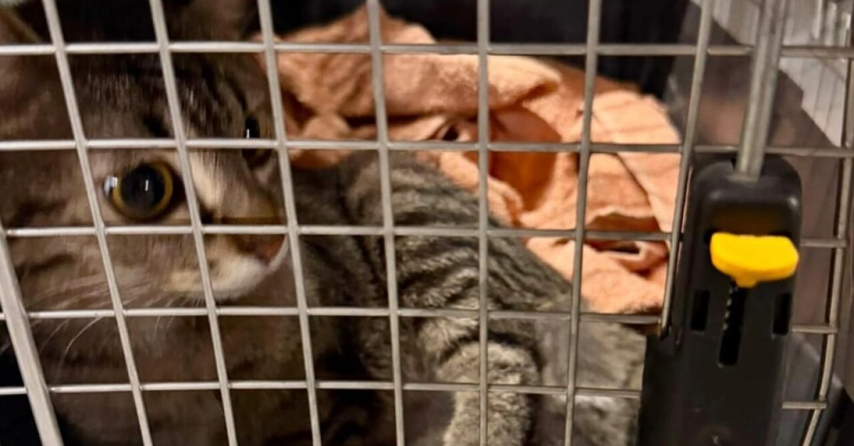 5 chats libérés d’un garage souterrain où ils étaient enfermés depuis 6 ...