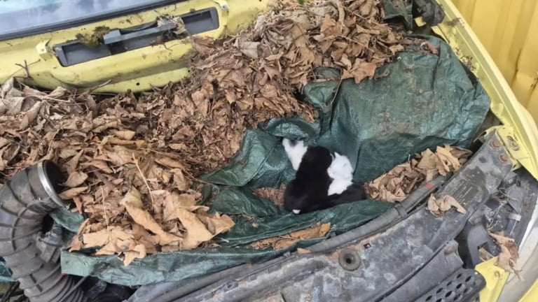 En réparant un vieux camion, un homme trouve des chatons cachés sous le ...