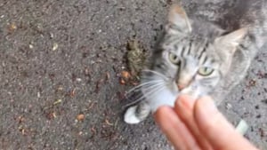 Un chat strasbourgeois s'échappe de sa caisse de transport et disparaît ...