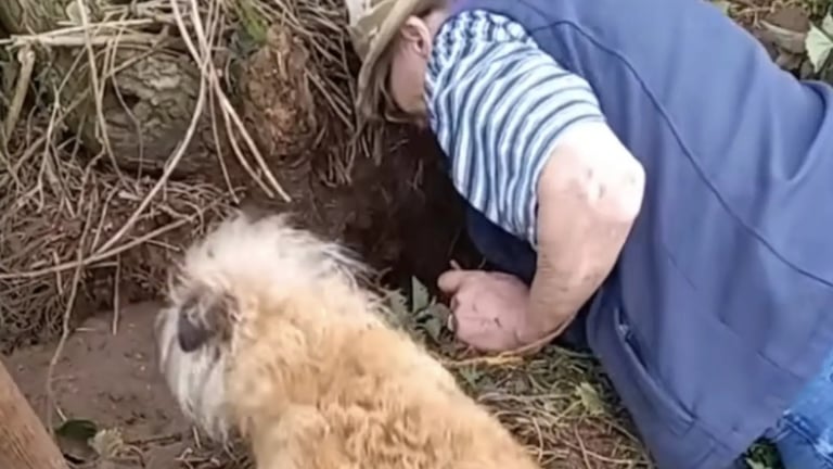 Un chien retrouve vivante sa soeur perdue qui avait été ensevelie dans ...