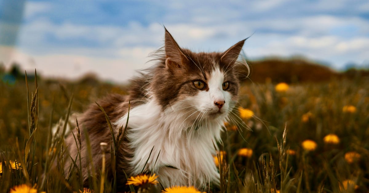 La science prouve que le chat n'est qu'à moitié domestiqué
