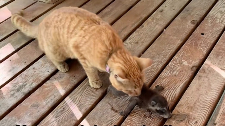Une petite chatte rousse adopte un bébé raton laveur orphelin et l ...