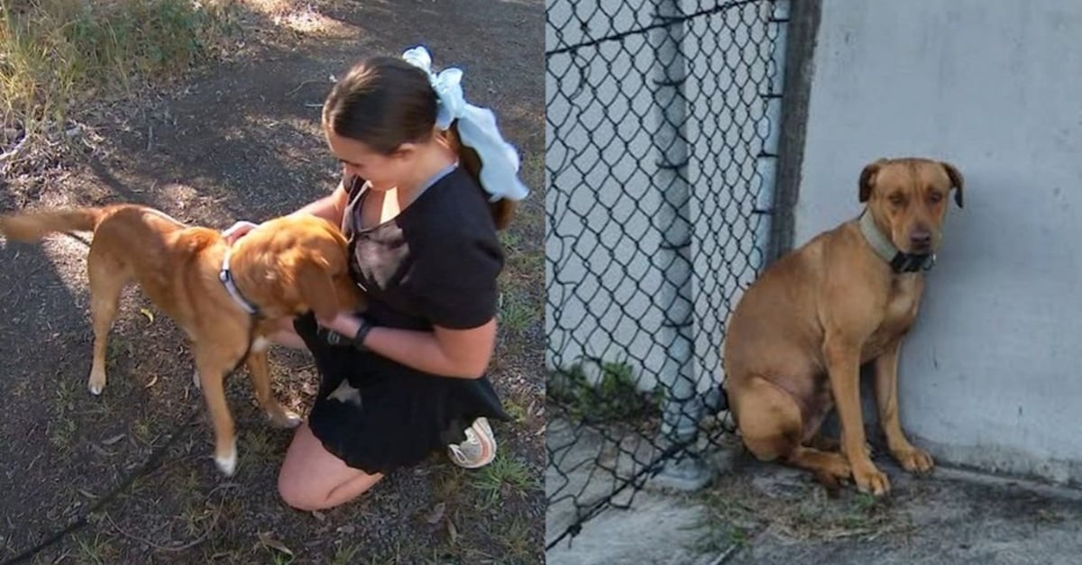 Son chien qu'elle a elle-même entraîné au pistage suit des traces de ...