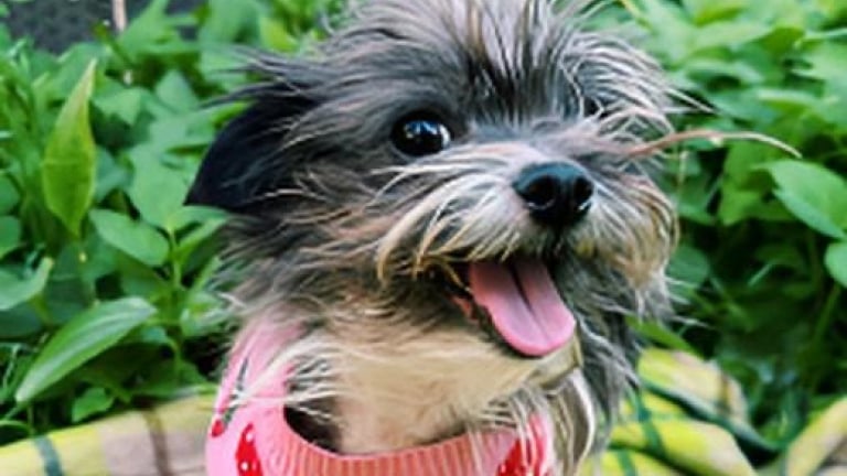 Physiquement handicapés, ce chien sénior et ce lapin se lient d’amitié ...