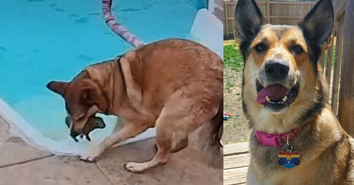 Voyant un lapin tombé dans la piscine de ses maîtres, cette chienne ...