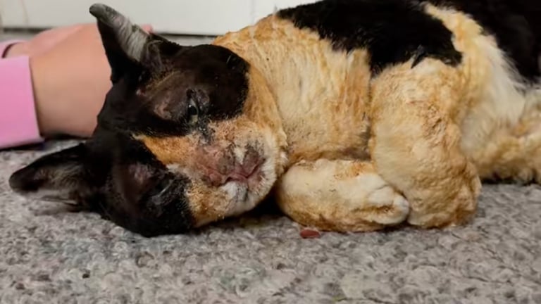 « C'est une guérison incroyable », une chatte gravement brûlée dans un ...