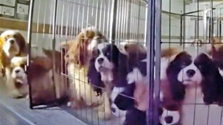 33 Cavaliers King Charles négligés, dont 21 étaient enfermés dans un ...