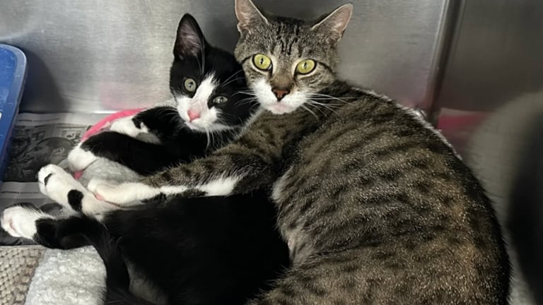 Enfermée dans un sous-sol après plusieurs mises-bas, cette chatte ...