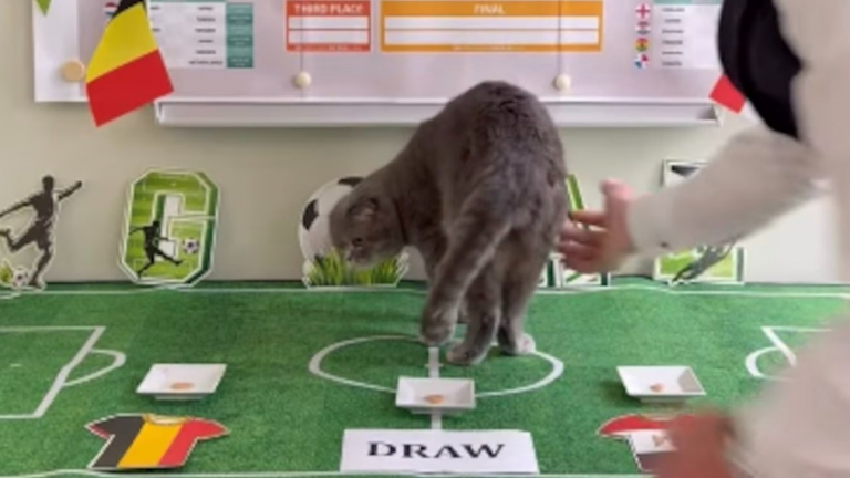 Maximus, le chat du Premier ministre belge, se lance dans les ...
