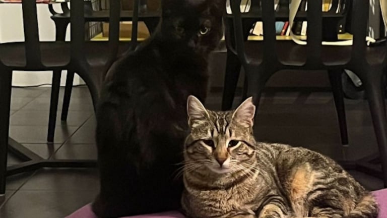 5 annonces de chats à adopter en duo
