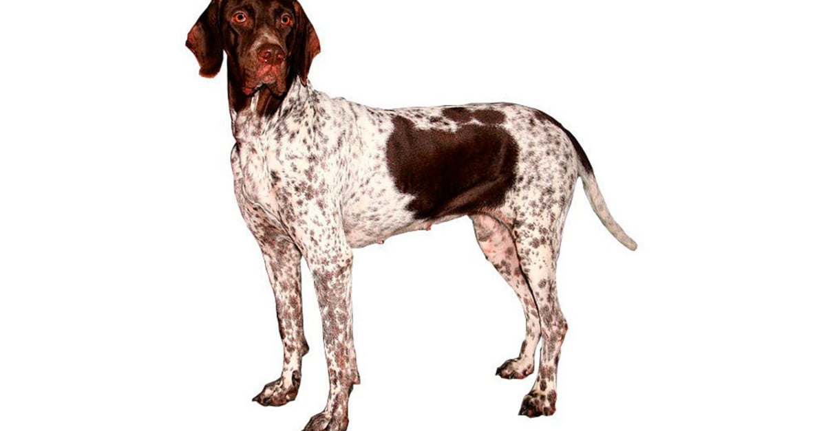 Ancien chien d'arrêt danois : caractère, santé, alimentation, prix et ...