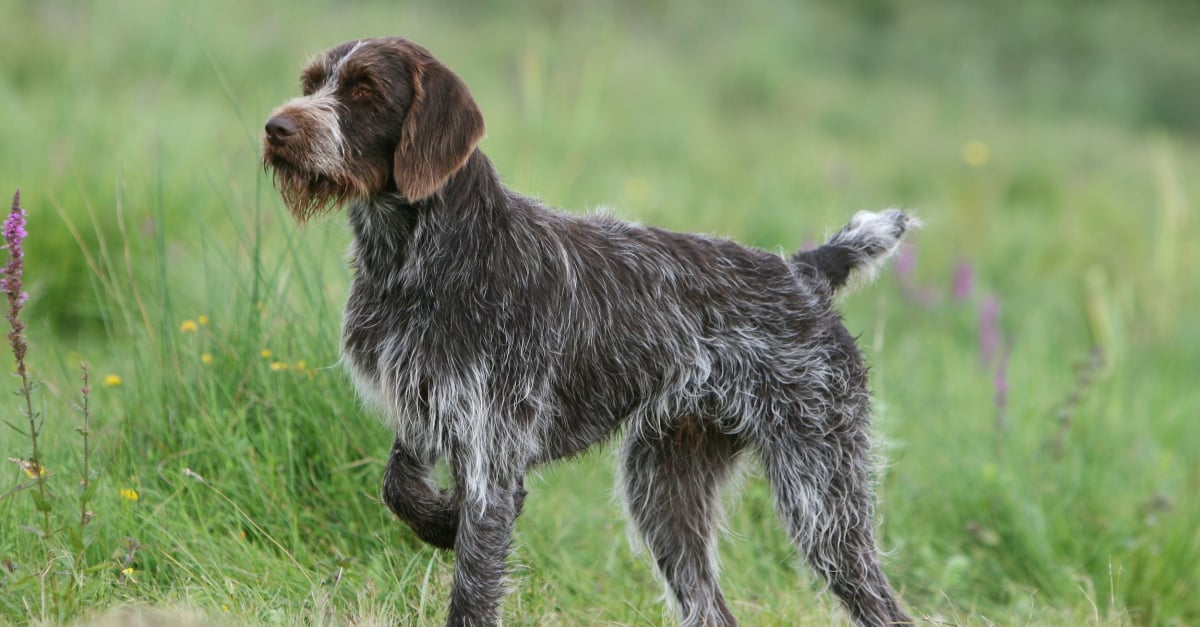 Barbu Tchèque : caractère, santé, alimentation, prix et entretien