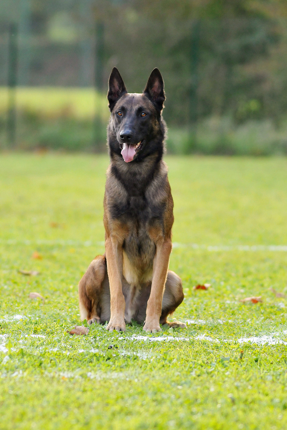 Berger Belge Malinois Caract re Sant Alimentation Prix Et Entretien Berger Belge Malinois Caract re Sant Alimentation Prix Et Entretien