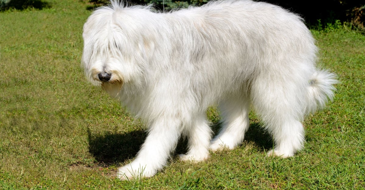 Berger de Russie : caractère, santé, alimentation, prix et entretien