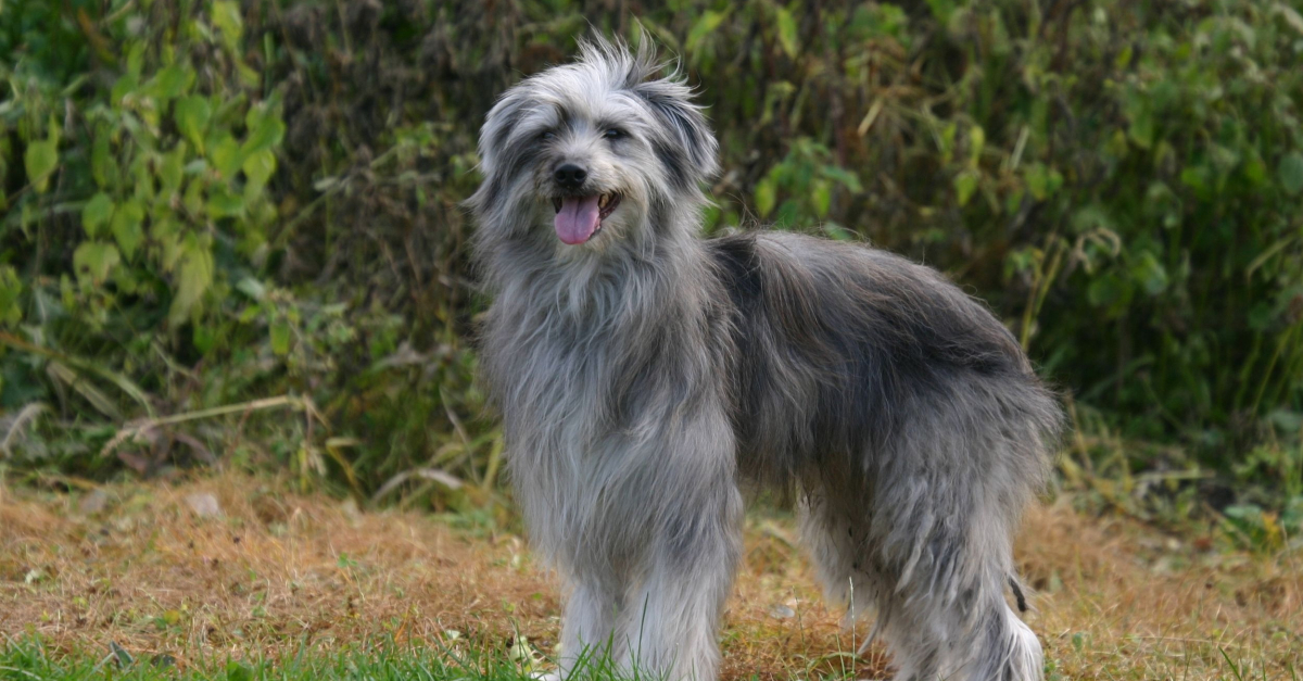 Berger des Pyrénées : caractère, santé, alimentation, prix et entretien
