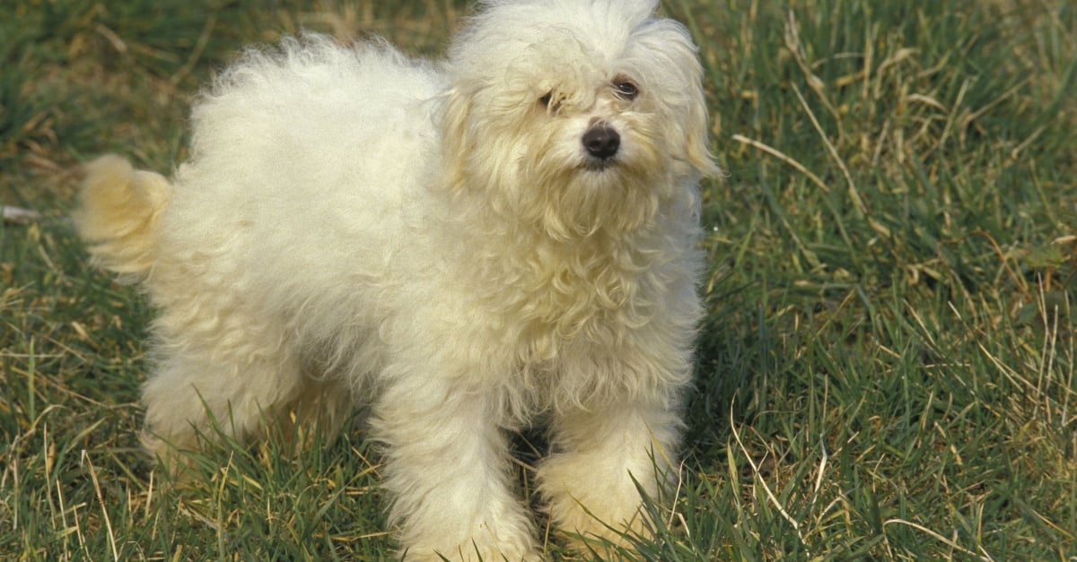 Bichon Bolonais : caractère, santé, alimentation, prix et entretien