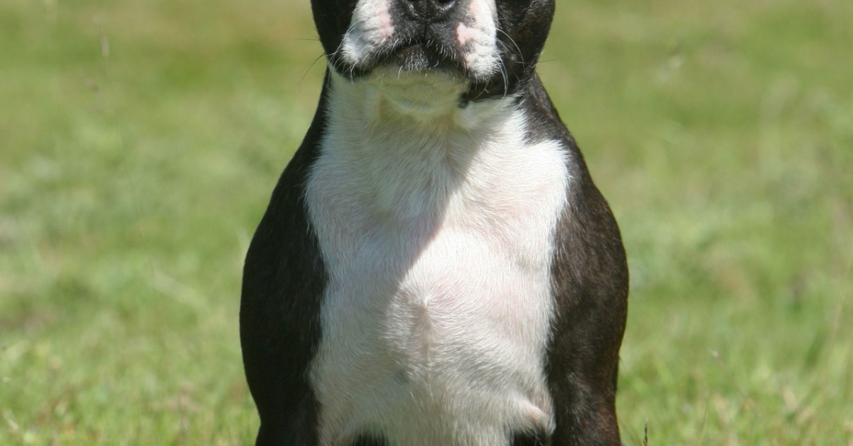 Boston Terrier : caractère, santé, alimentation, prix et entretien