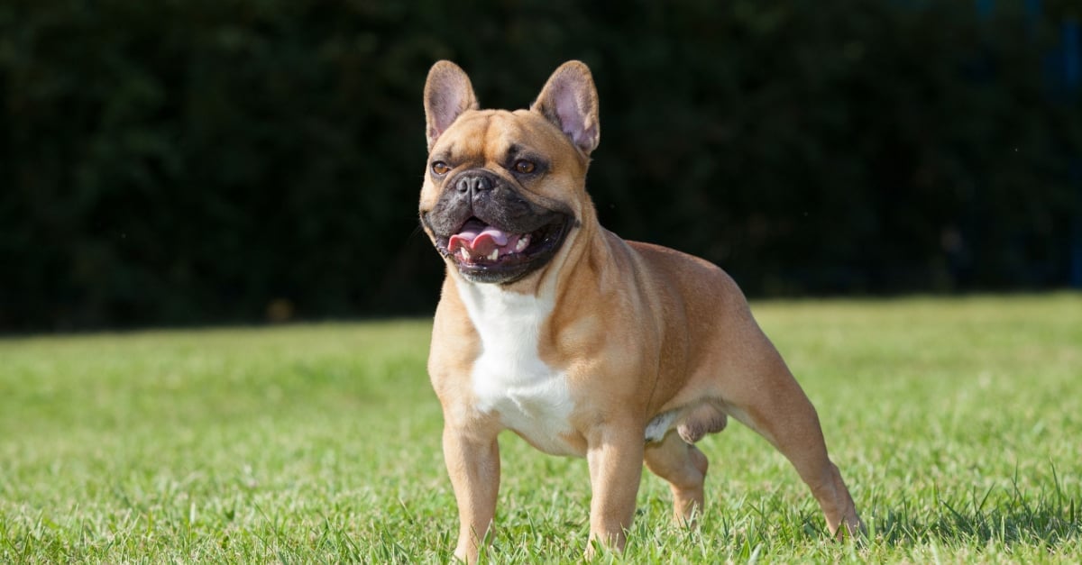 Bouledogue Français : caractère, santé, alimentation, prix et entretien Bouledogue Français : caractère, santé, alimentation, prix et entretien