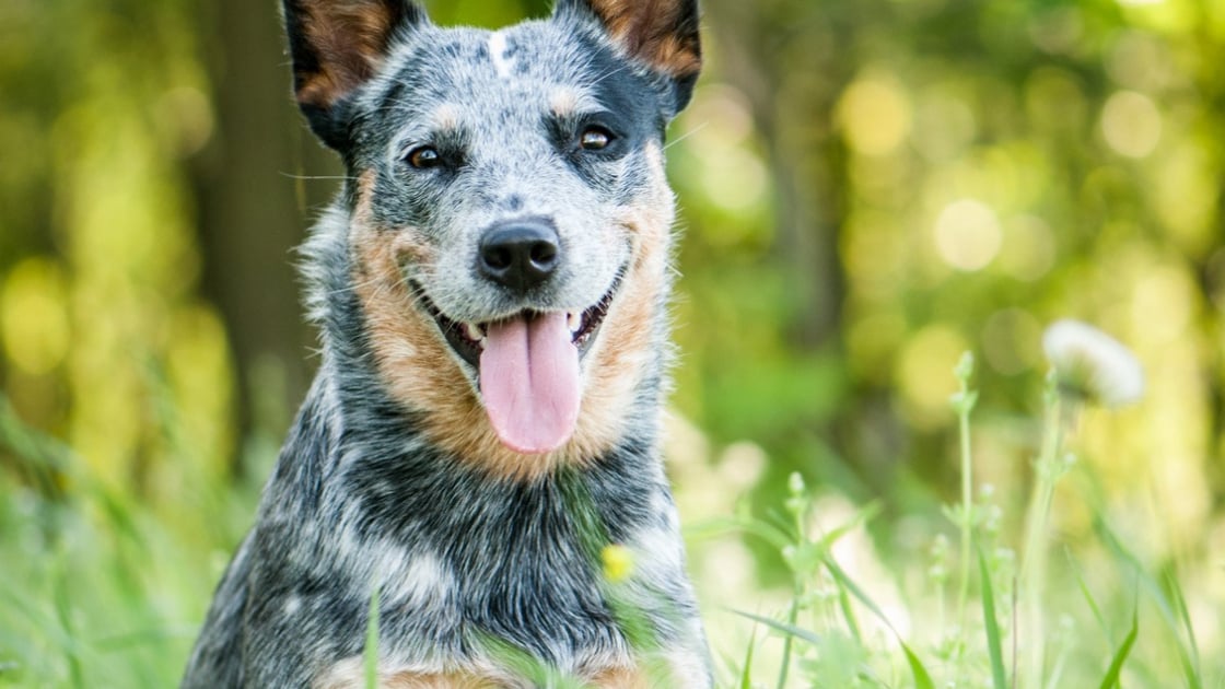Chiot Bouvier Australien