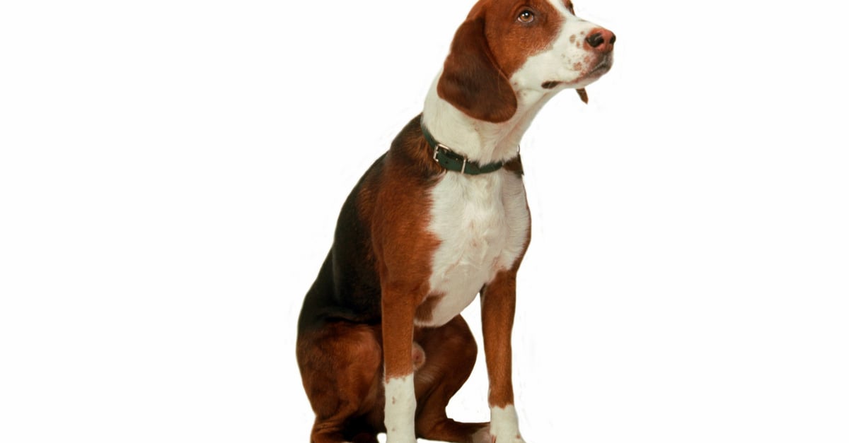 Brachet Allemand : caractère, santé, alimentation, prix et entretien