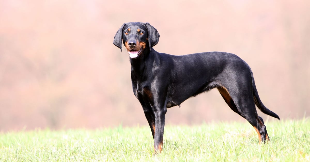 Brachet autrichien noir et feu : caractère, santé, alimentation, prix ...