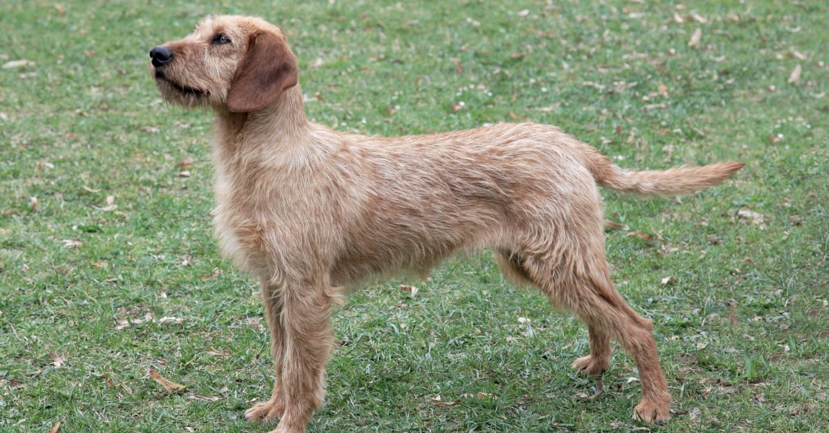 Brachet de Styrie à poil dur : caractère, santé, alimentation, prix et ...