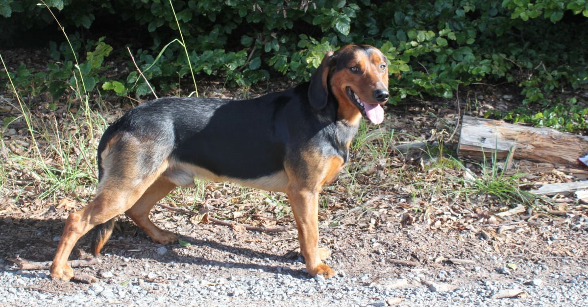 Brachet Tyrolien : caractère, santé, alimentation, prix et entretien