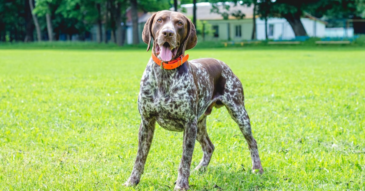 Braque allemand à poil court : caractère, santé, alimentation, prix et ...