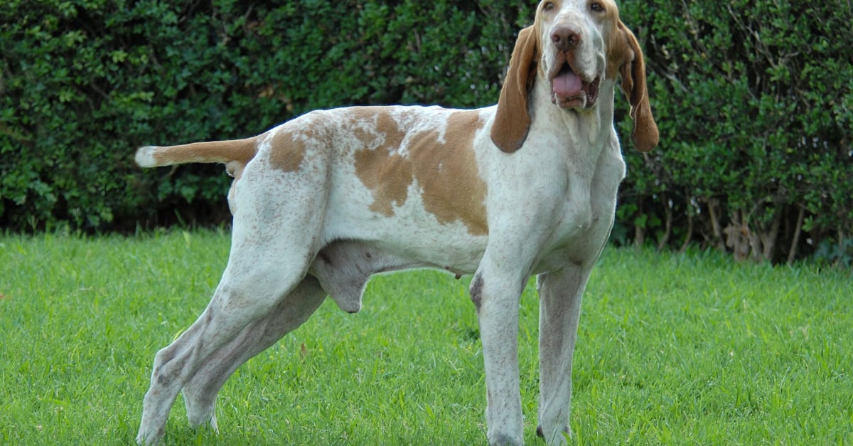 Braque Italien : caractère, santé, alimentation, prix et entretien