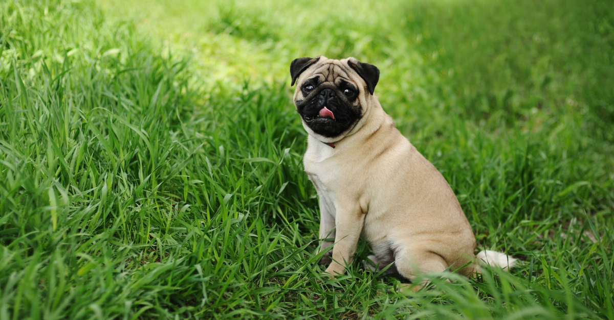 Carlin : caractère, santé, alimentation, prix et entretien